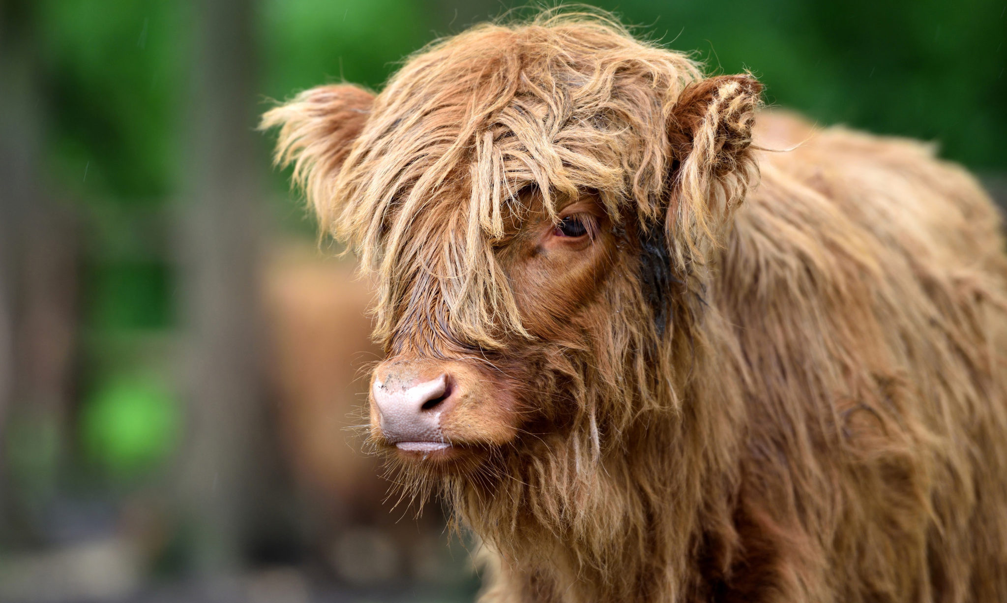 Mastitis prevention and treatment – Udderly EZ Milker – Milking Made EZ